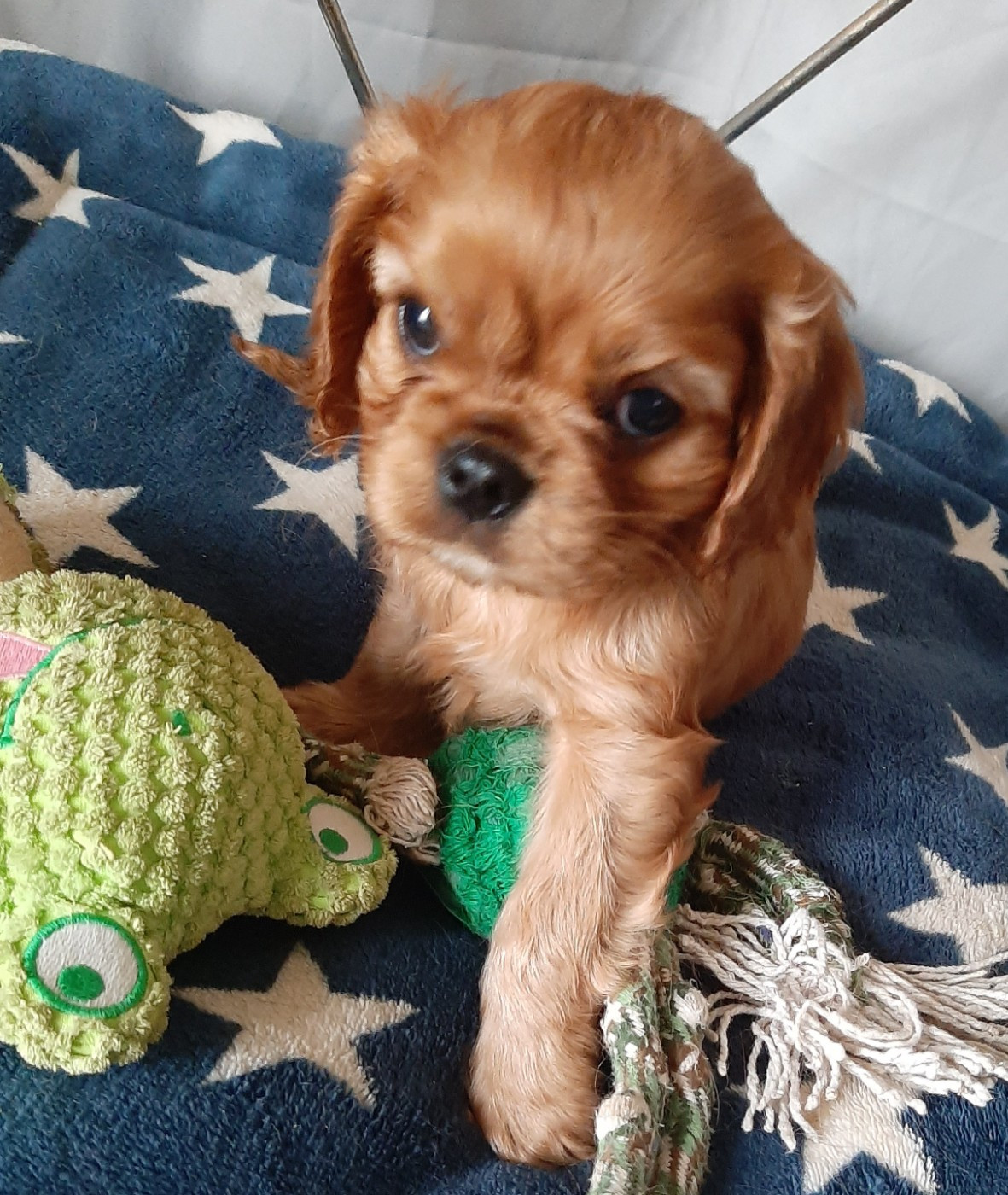 Chien - Umanie De la geode - Elevage de la Vallée des Corbeaux ...