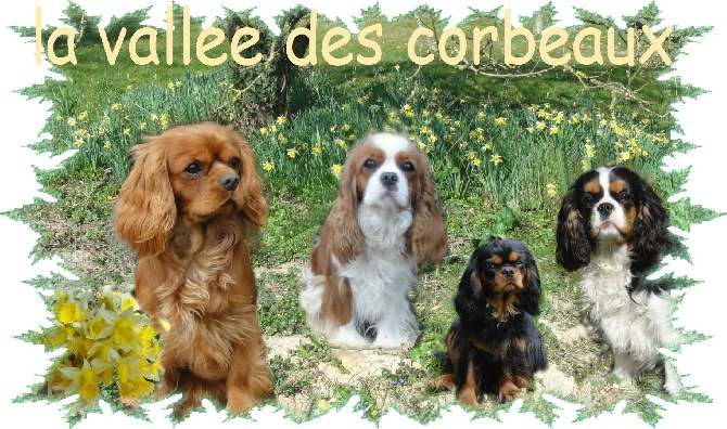 Accueil - Elevage de la Vallée des Corbeaux - eleveur de chiens ...